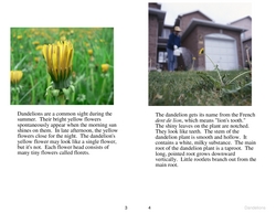 Read and Write Book: Dandelions